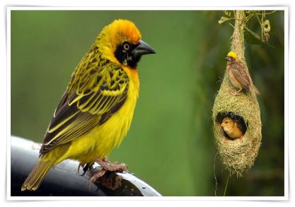 Bird Species | Bhagwan Birsa Biological Park, Ranchi