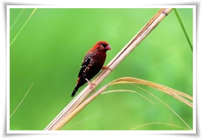 Bird Species | Bhagwan Birsa Biological Park, Ranchi